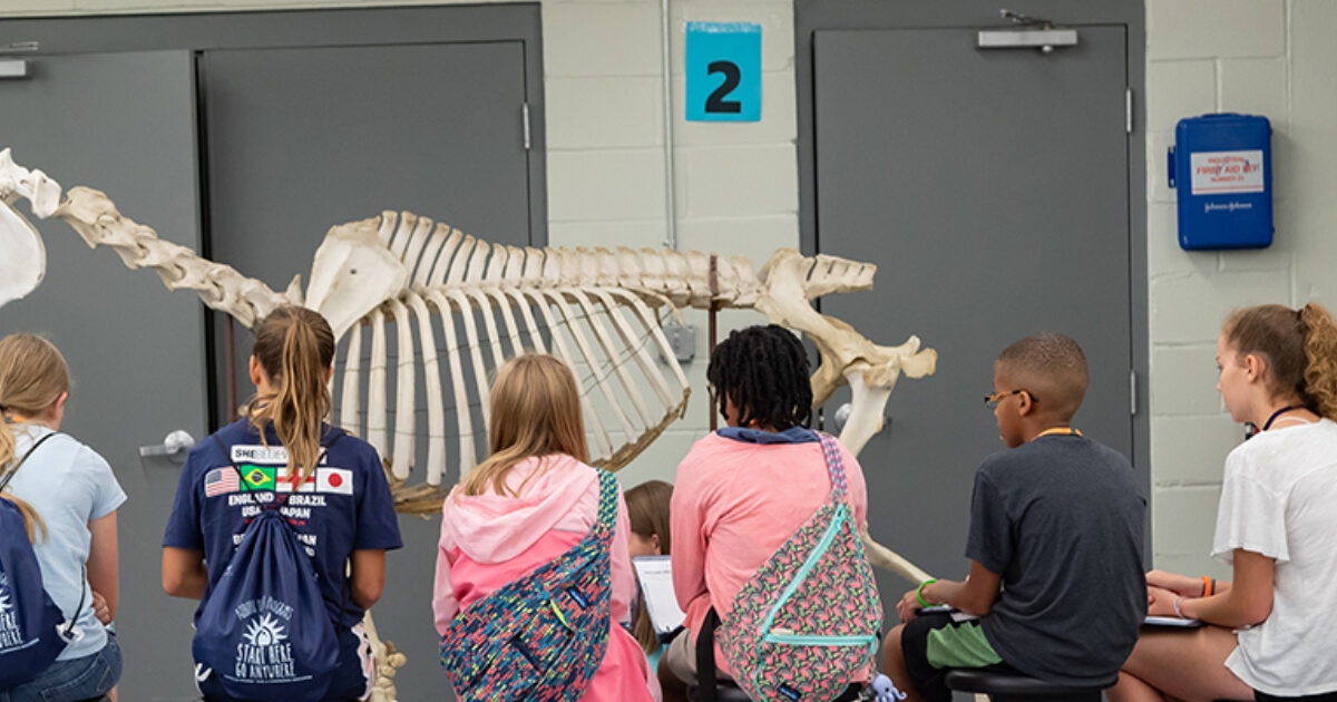 Anatomy – Learn Your Way Around an Animal | Vet Set Go