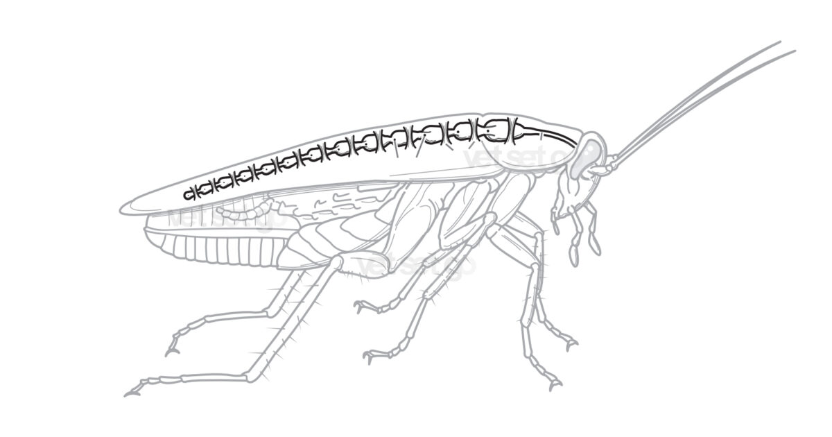 Insect Anatomy: Understanding Thorax, Head & Abdomen | Vet Set Go