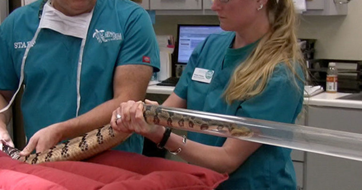 Rattlesnake Surgery | Vet Set Go