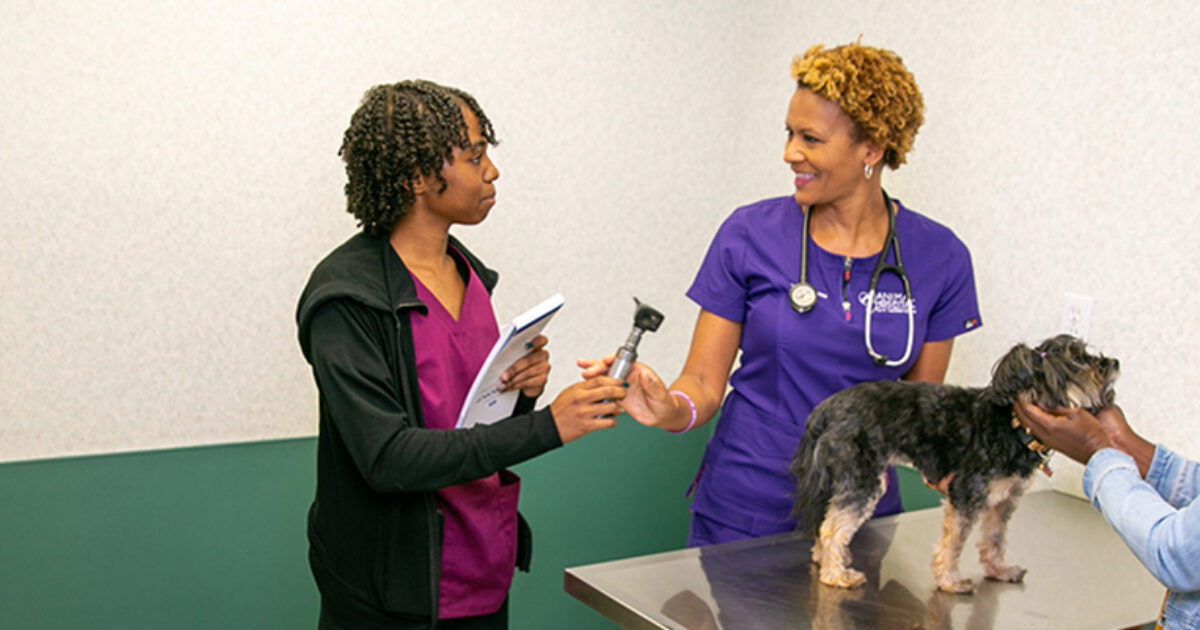 Why You Should Track and Log Your Volunteer Hours | Vet Set Go