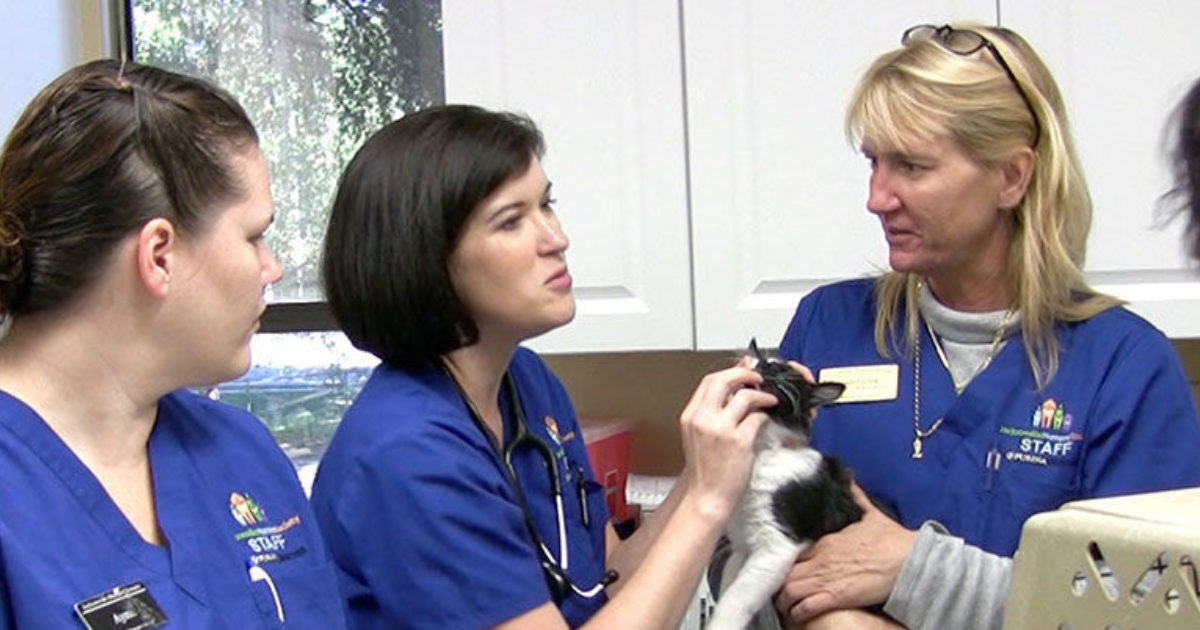 Meet A Shelter Veterinarian | Vet Set Go