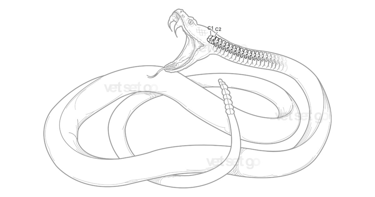 Snake Anatomy: Guide to Internal & External Parts | Vet Set Go