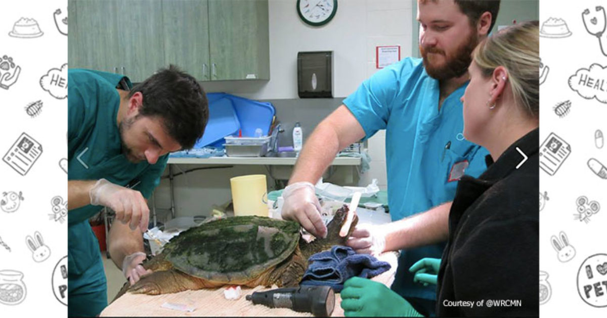 What Do Veterinarians Do? Repair a Turtle’s Injured Face | Vet Set Go