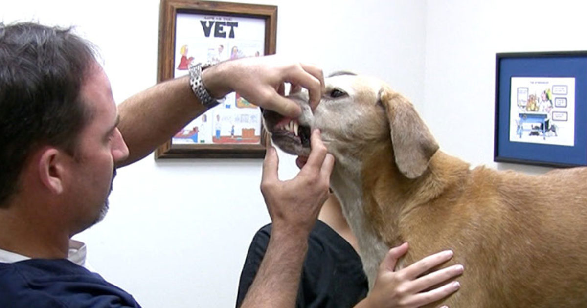 Meet a Companion Animal Veterinarian | Vet Set Go