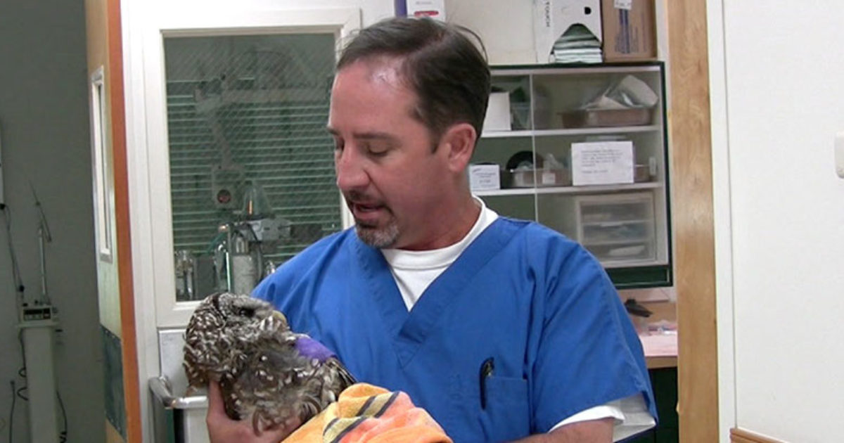 What Do Veterinarians Do? Care for an Owl's Broken Wing | Vet Set Go