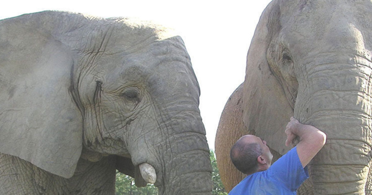 Living Large: A Veterinarian Cares for Retired Zoo and Circus Elephants ...