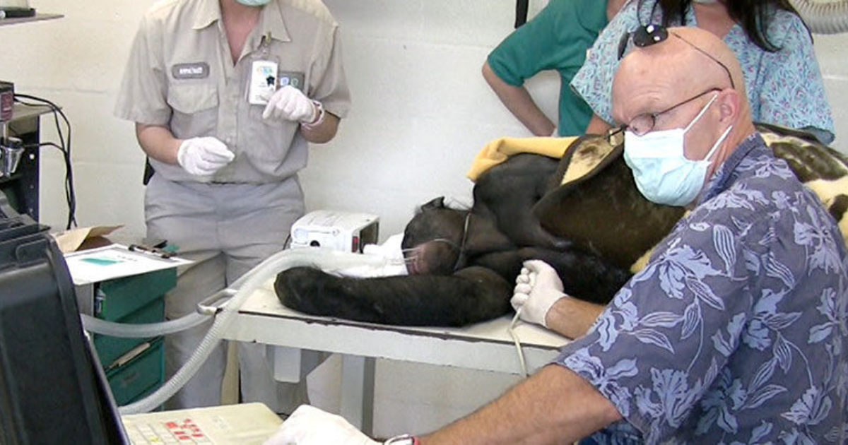 Bonobo Echocardiogram | Vet Set Go