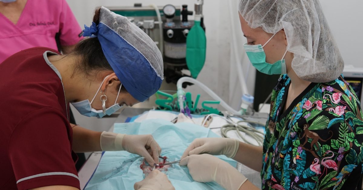 Future Vet in the Making | Vet Set Go