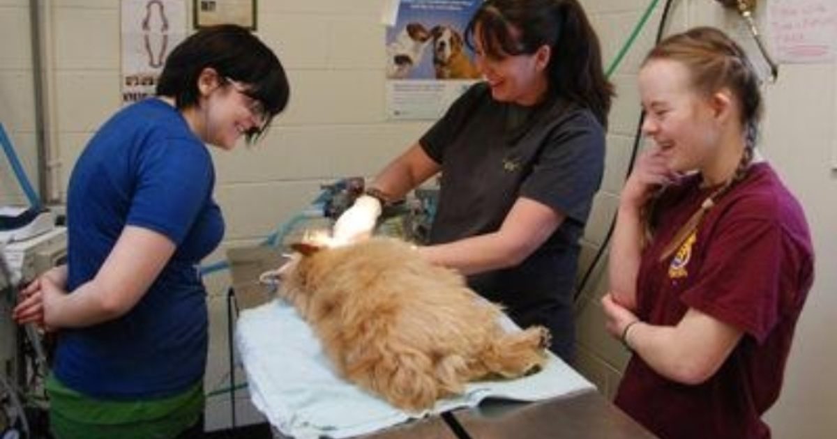 My Shadowing Experience | Vet Set Go