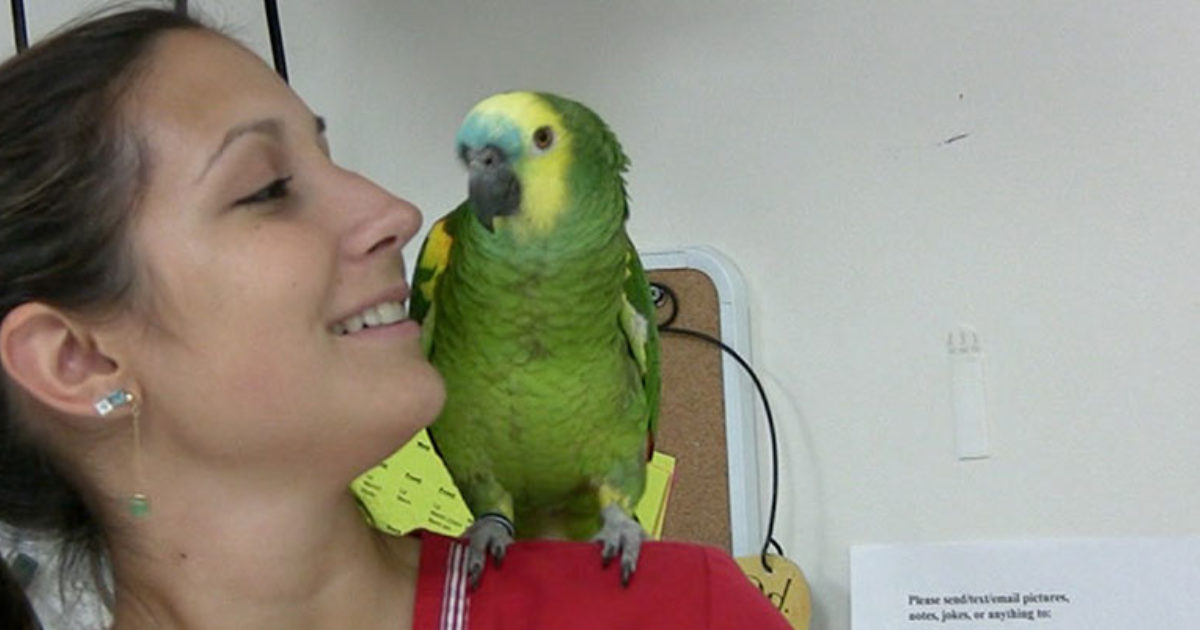 Which Way is Up? | Vet Set Go