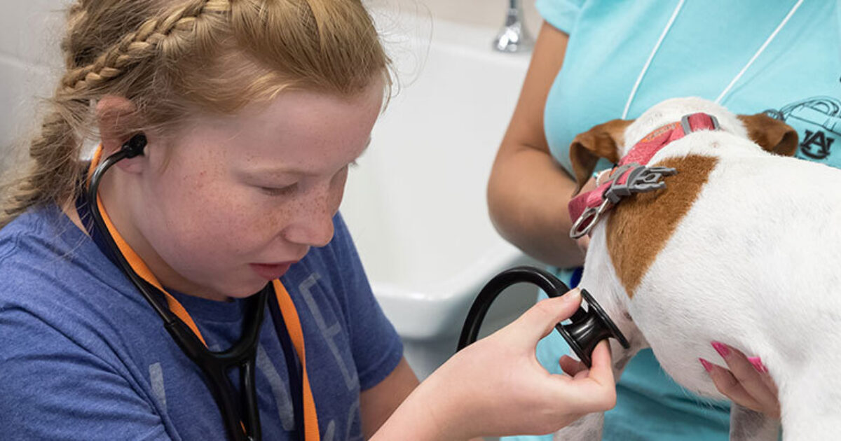 Hoping for Some Veterinary Experience This Summer? | Vet Set Go