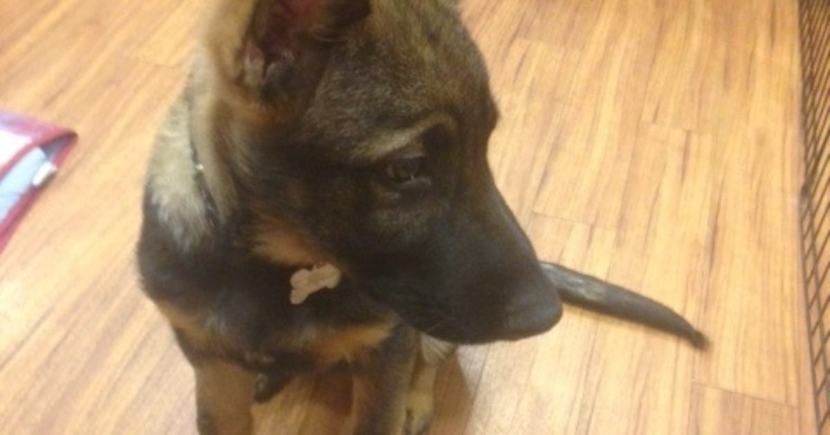 Working for a Vet | Vet Set Go