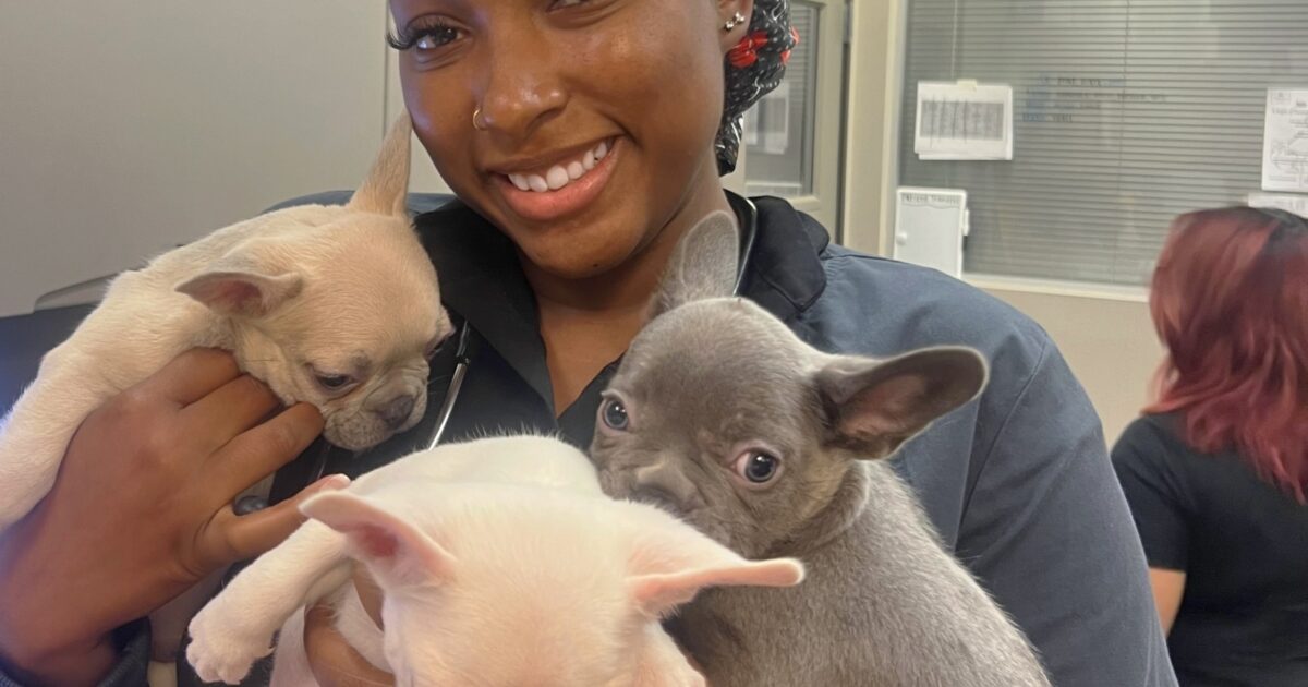 Summer Externship | Vet Set Go