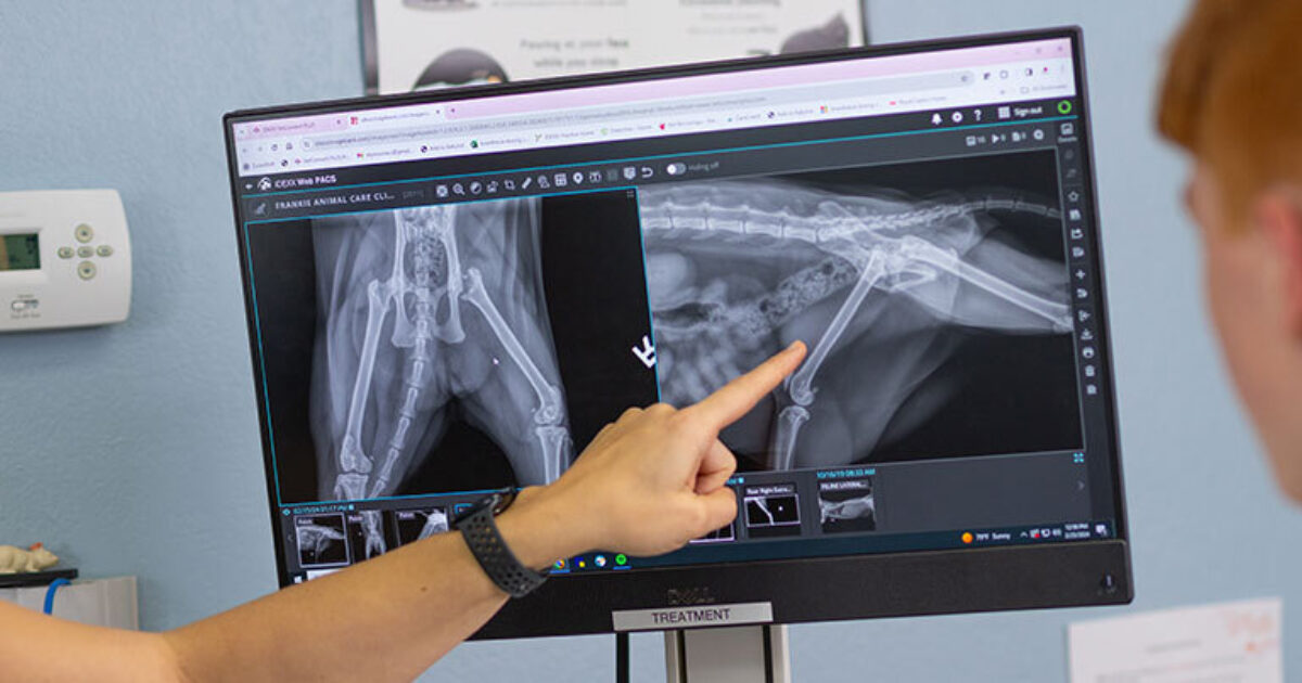 The 2024 Summer of Shadowing and Volunteering | Vet Set Go