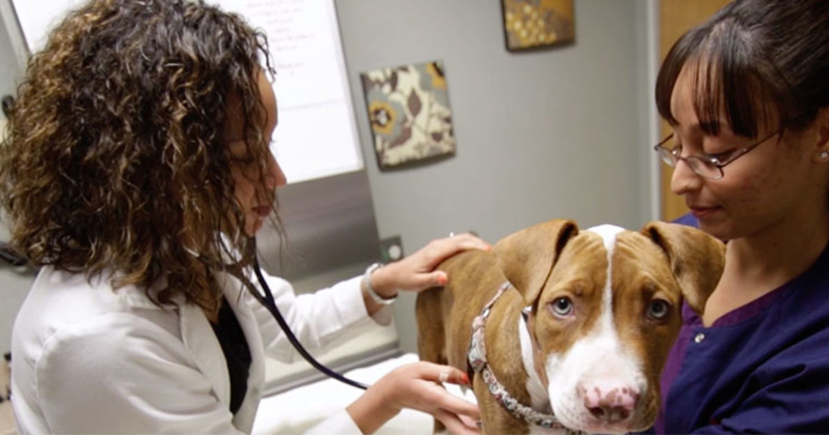 The Possibilities Are Endles | Vet Set Go