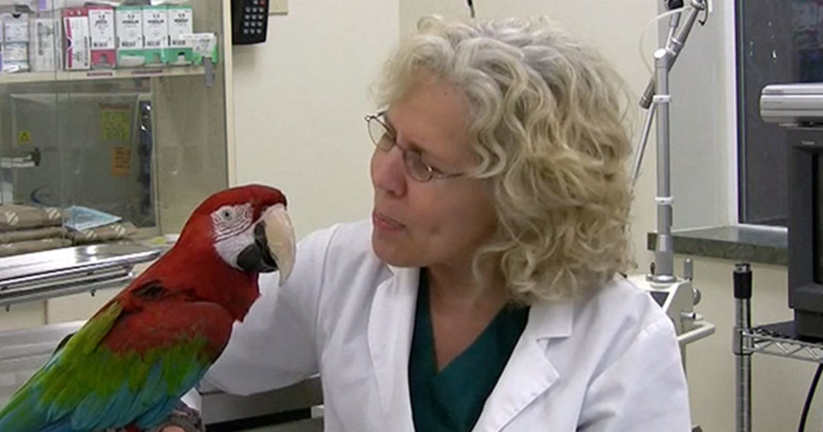 Vet FYI v1 | Vet Set Go